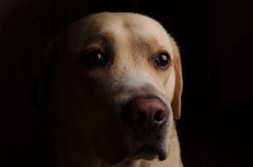 Animal Cruelty and the Link to Collateral Crimes: An Interview with ...